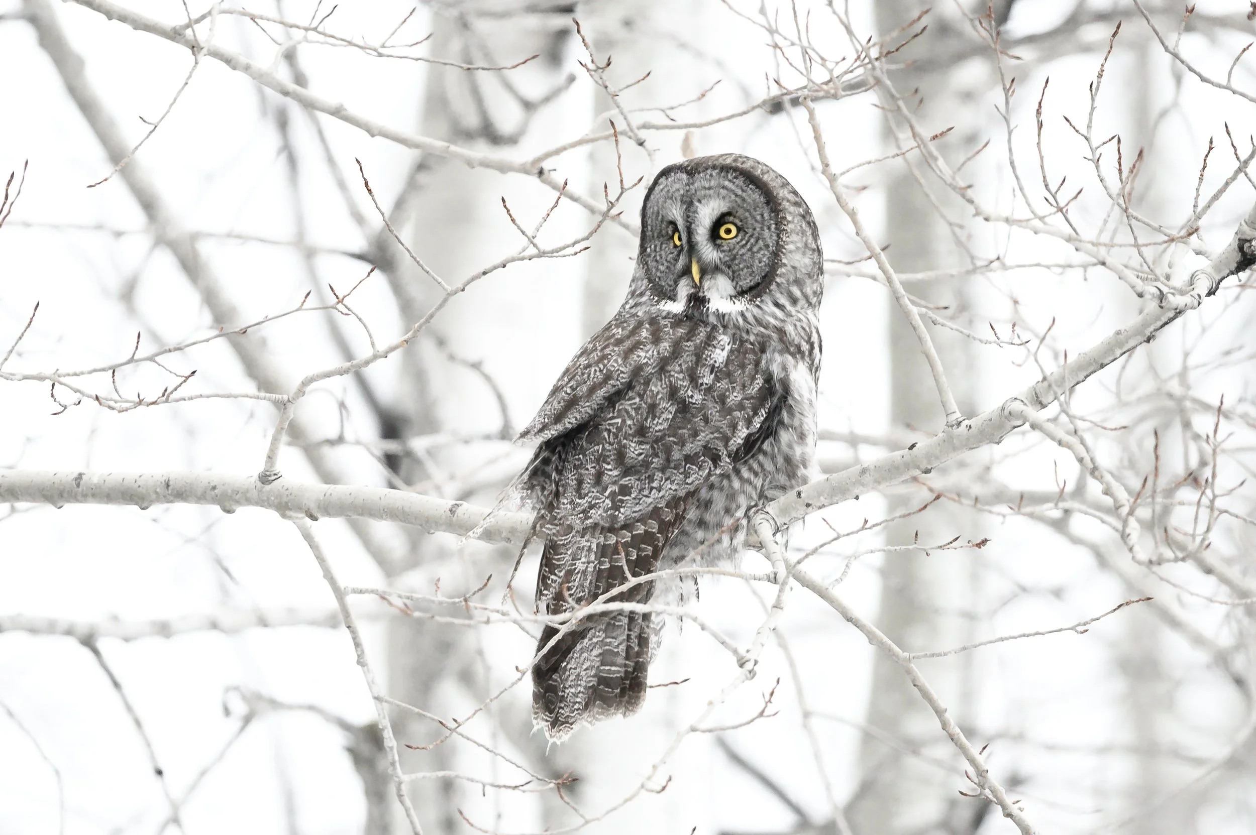 Lessons from Predators: Concealment for wildlife photographers ...