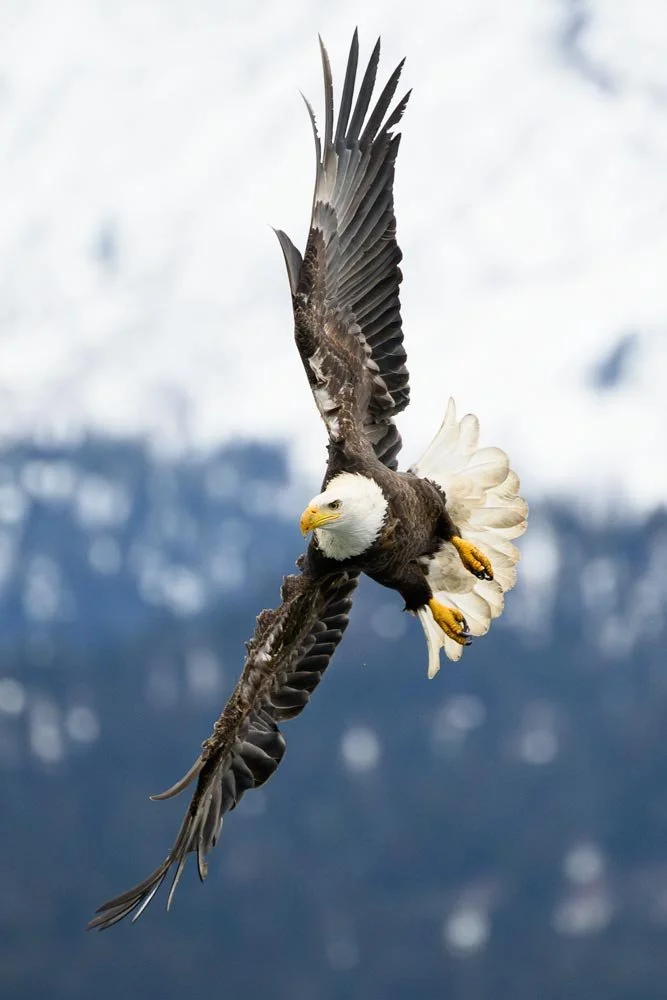 The Best Lenses for Birds in Flight — PhotoWILD Magazine