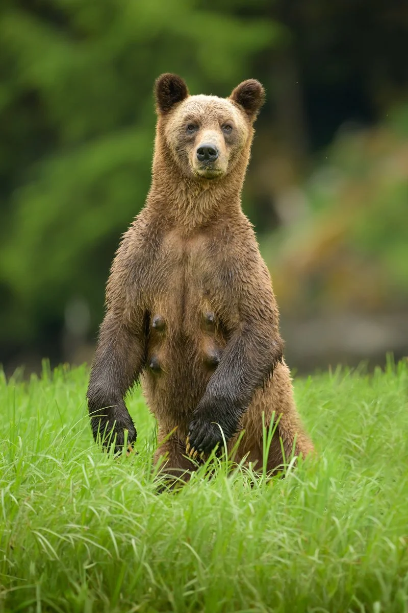 The Importance of Smell: Lessons from a bear. — PhotoWILD Magazine