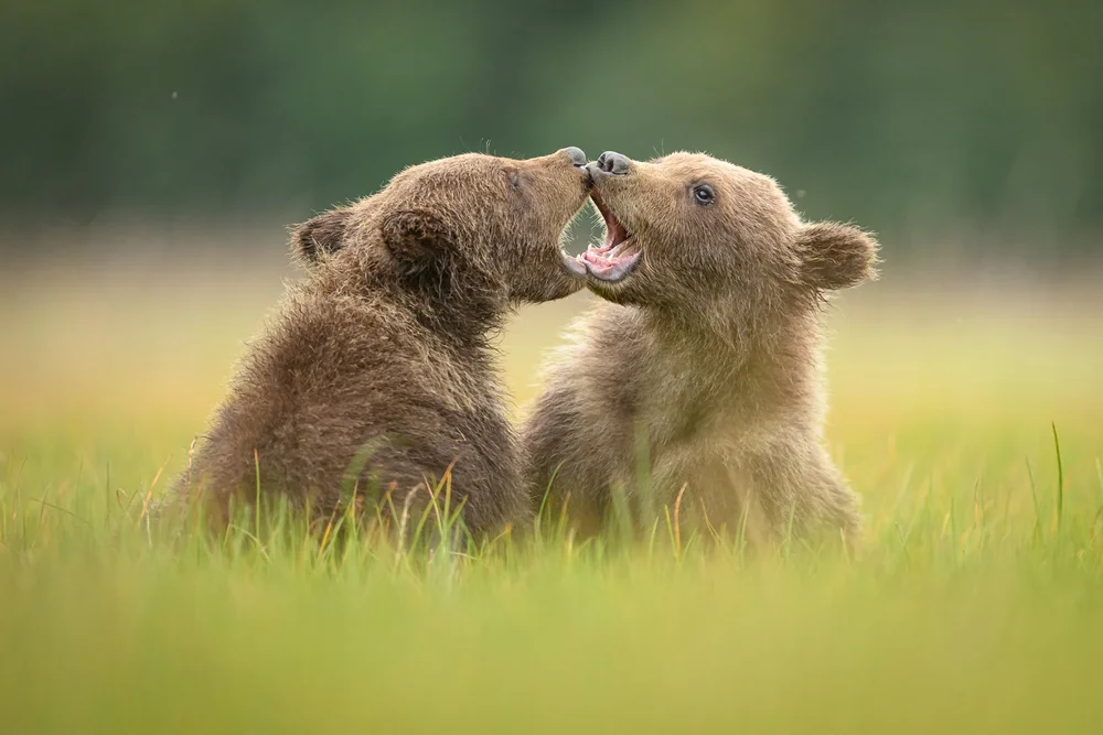 Episode 14: Coastal Brown Bears in Alaska — PhotoWILD Magazine