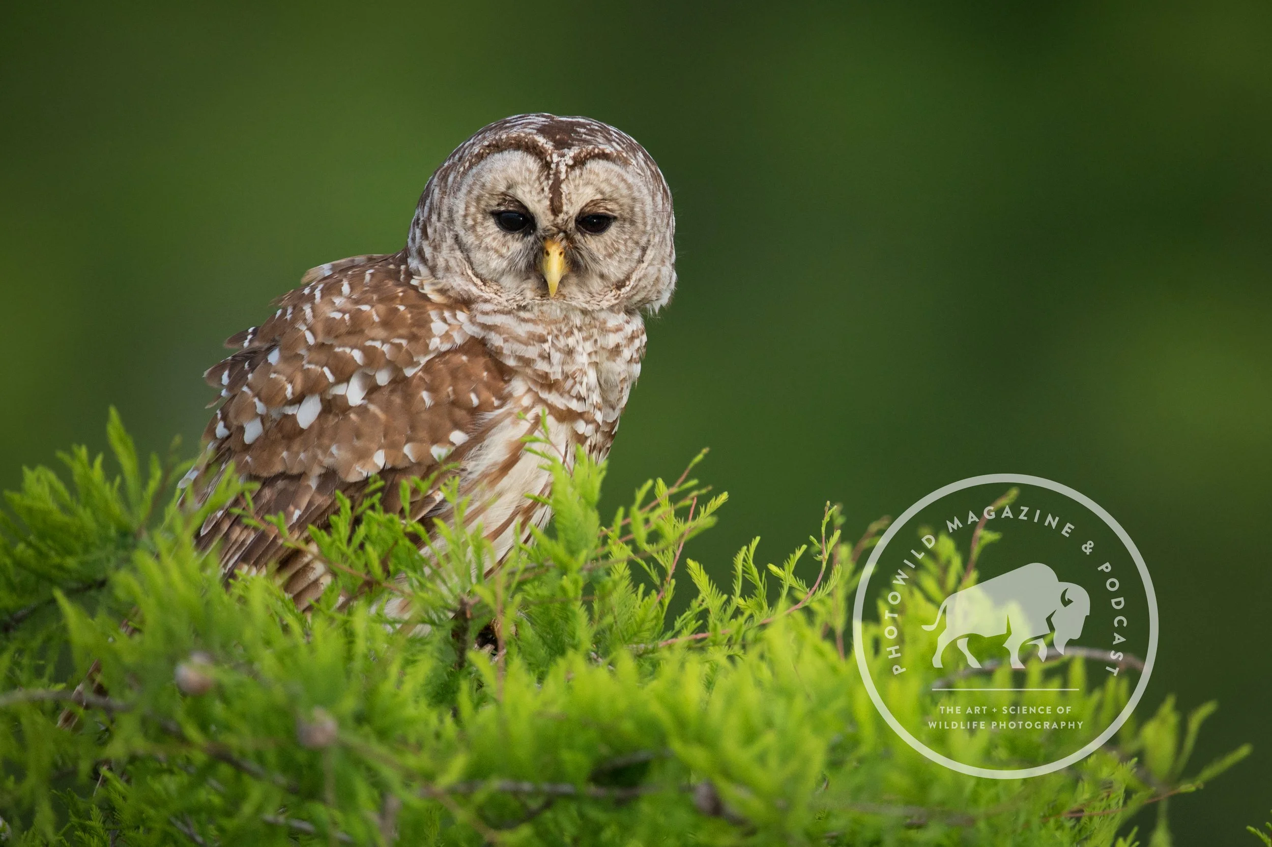 The PhotoWILD Podcast — PhotoWILD Magazine | The Only Resource on ...