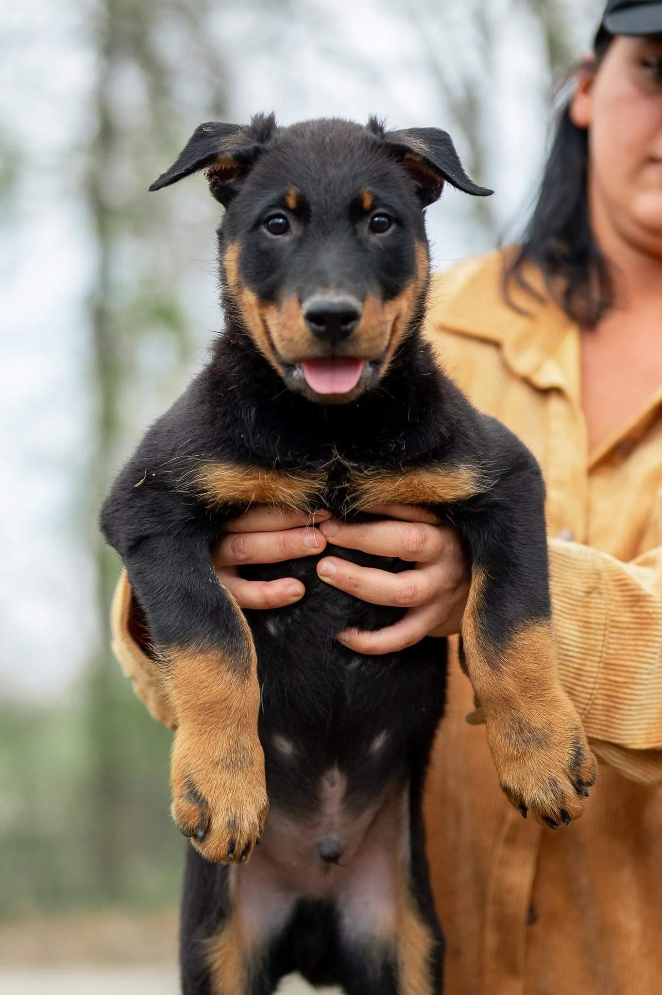 Royale Beaucerons is a California Beauceron breeder producing stable ...