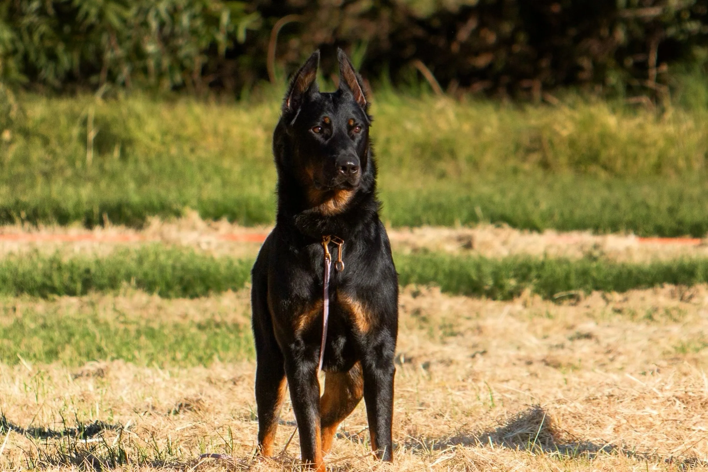 Males — Royale Beaucerons
