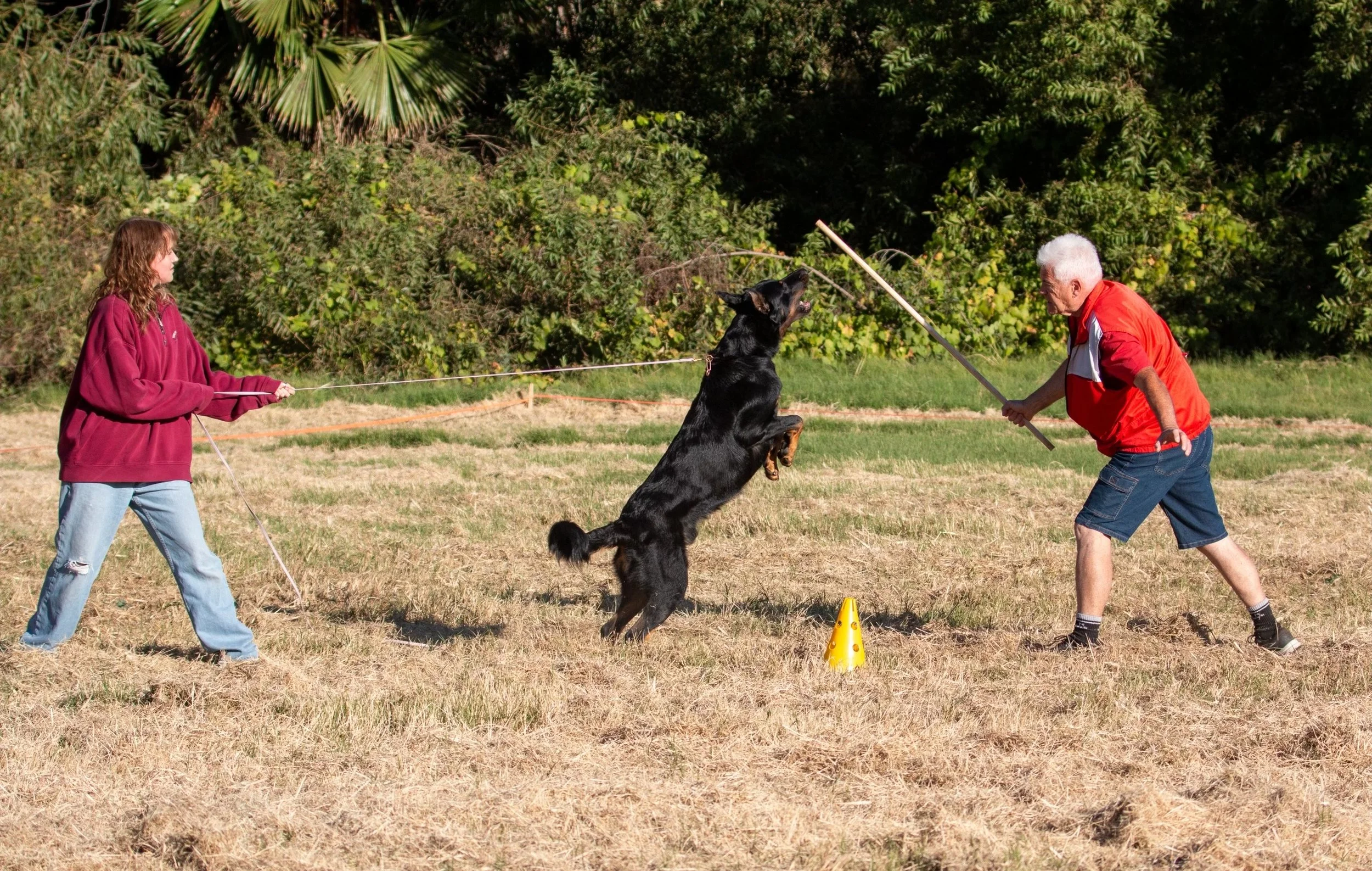 Royale Beaucerons is a California Beauceron breeder producing stable ...