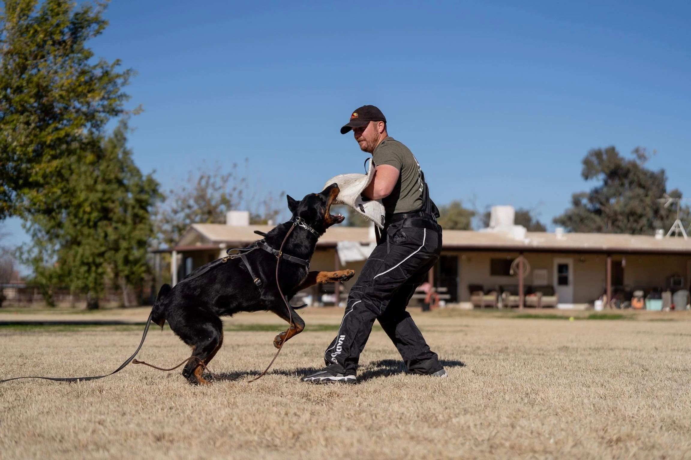 Royale Beaucerons is a California Beauceron breeder producing stable ...