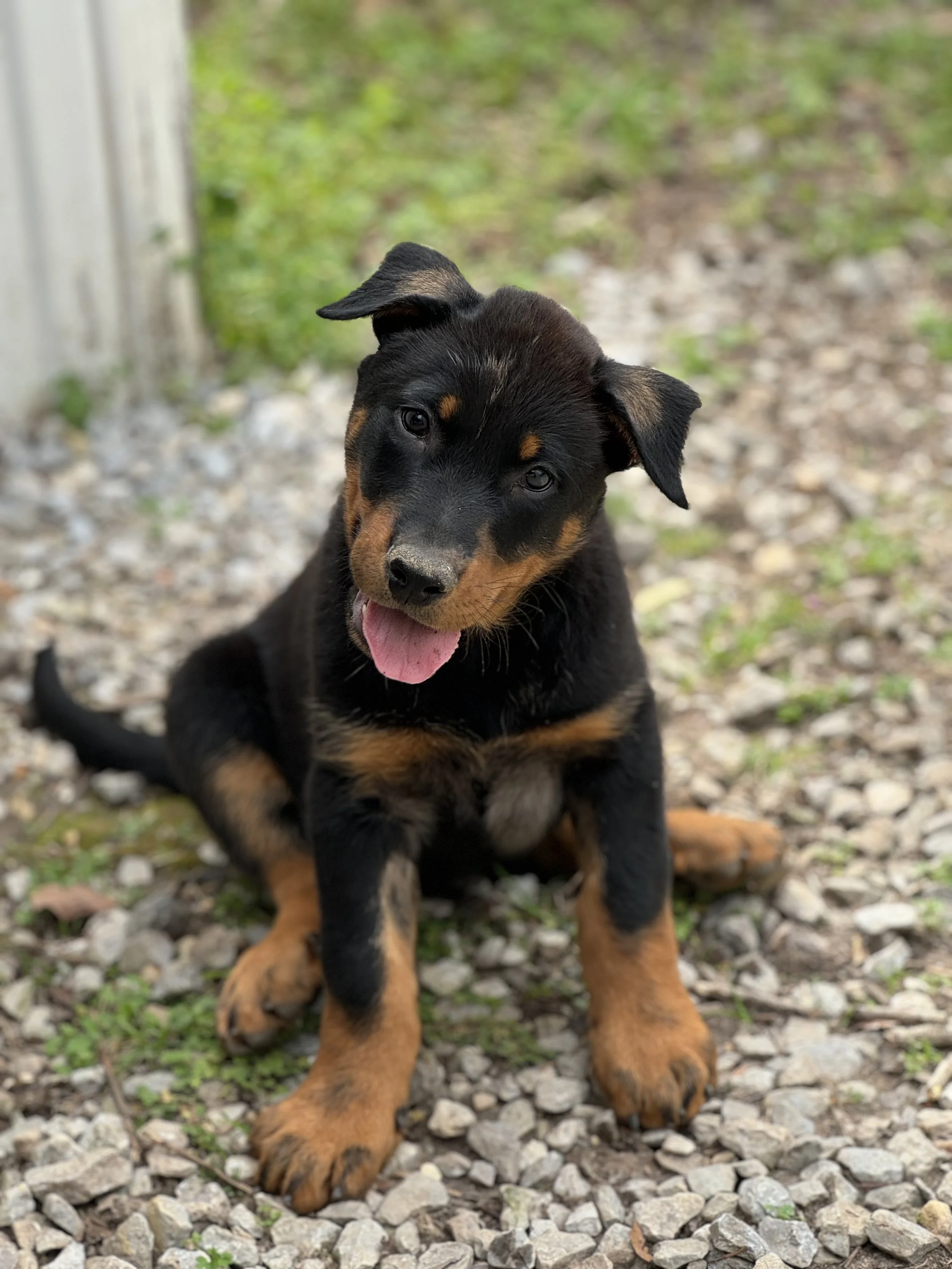 Royale Beaucerons is a California Beauceron breeder producing stable ...