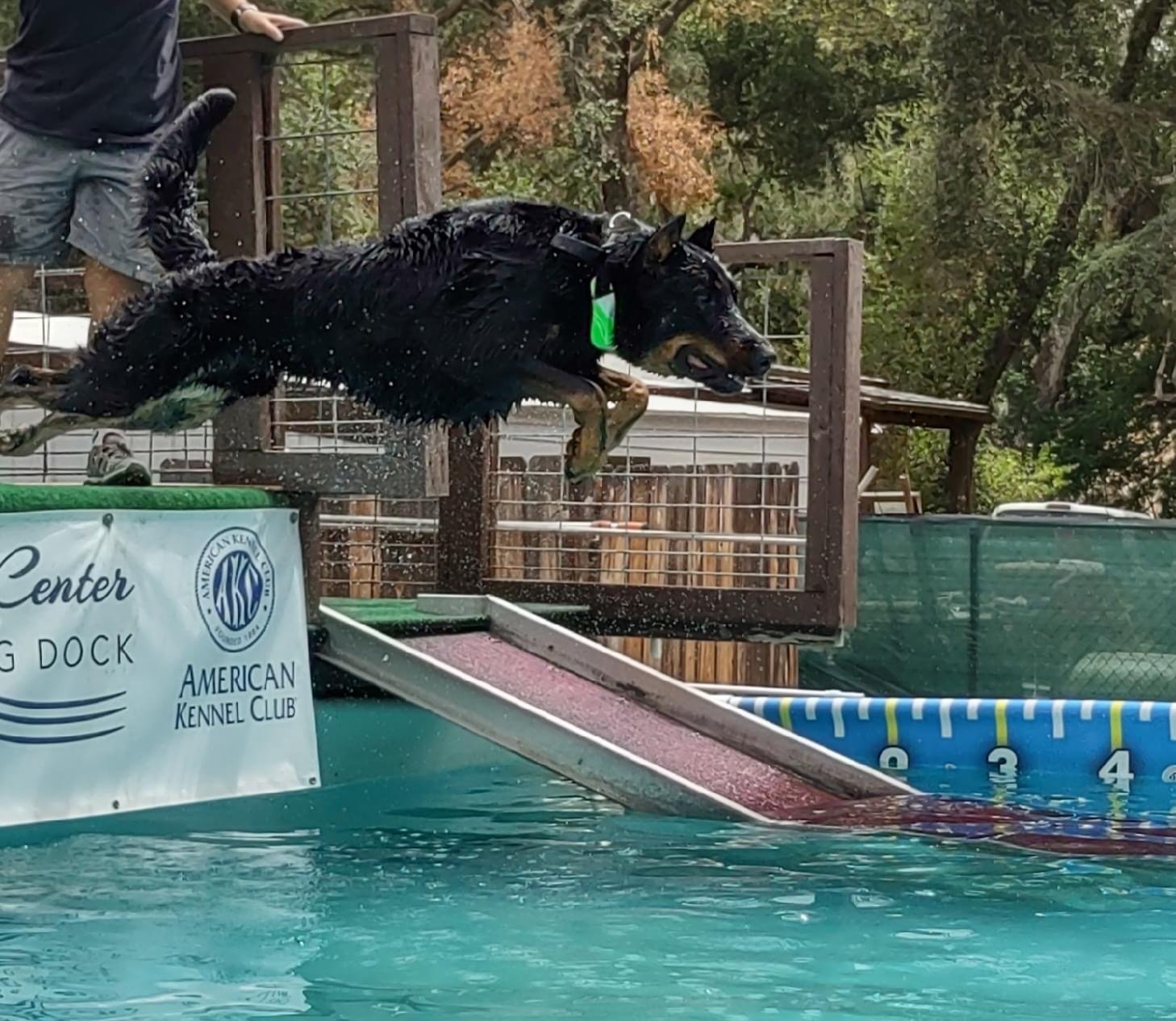 Males — Royale Beaucerons