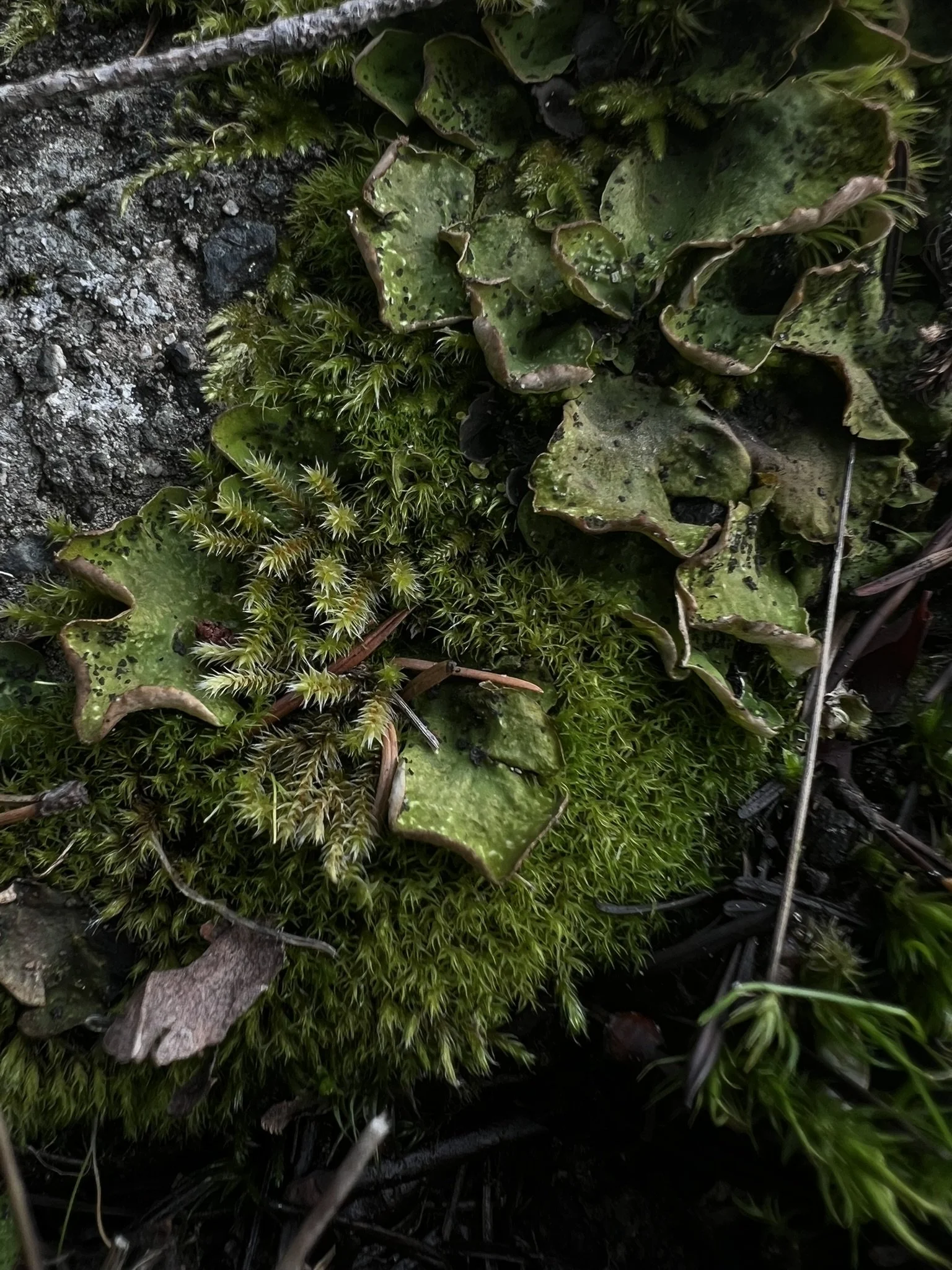 Northwest Natura-Northwest Natura Mission to Provide Outdoor Education ...