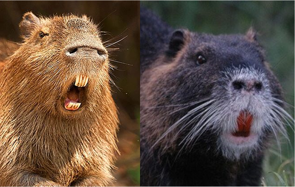 More than 200 Animals Seized from Twinbrook Pet Store — The Montgonion