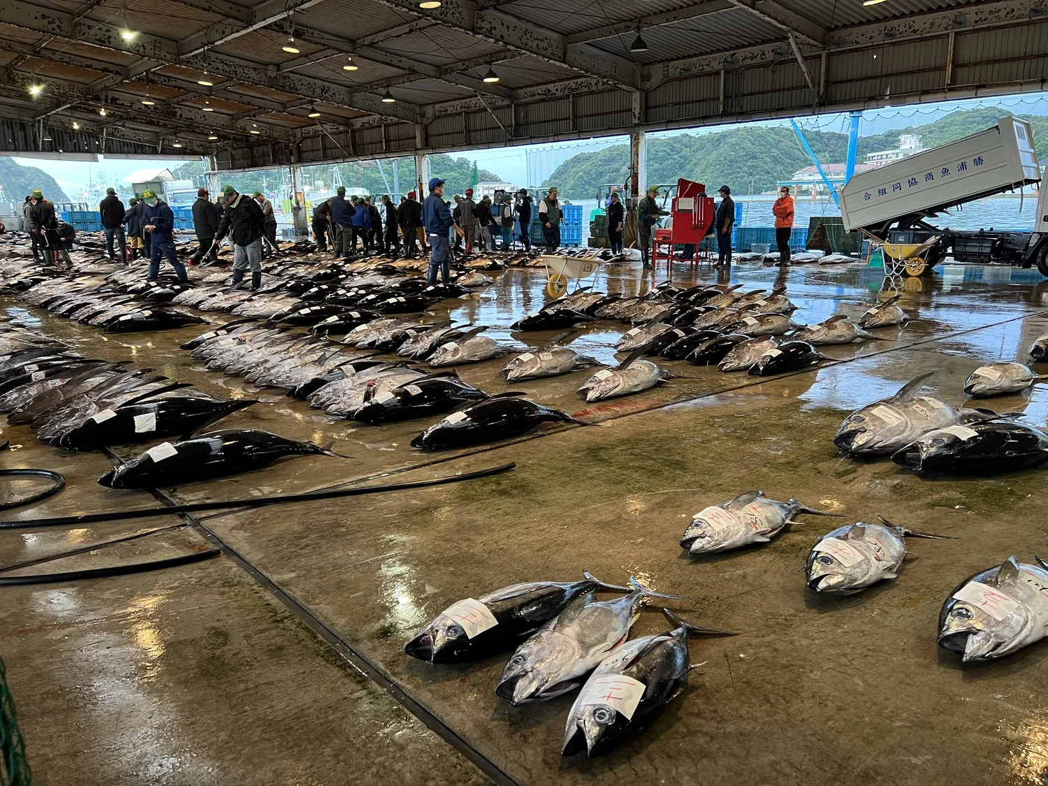 Nachi-Katsuura Travel Guide: Tuna, Onsen & Kumano Kodo Stop — Travely Notes