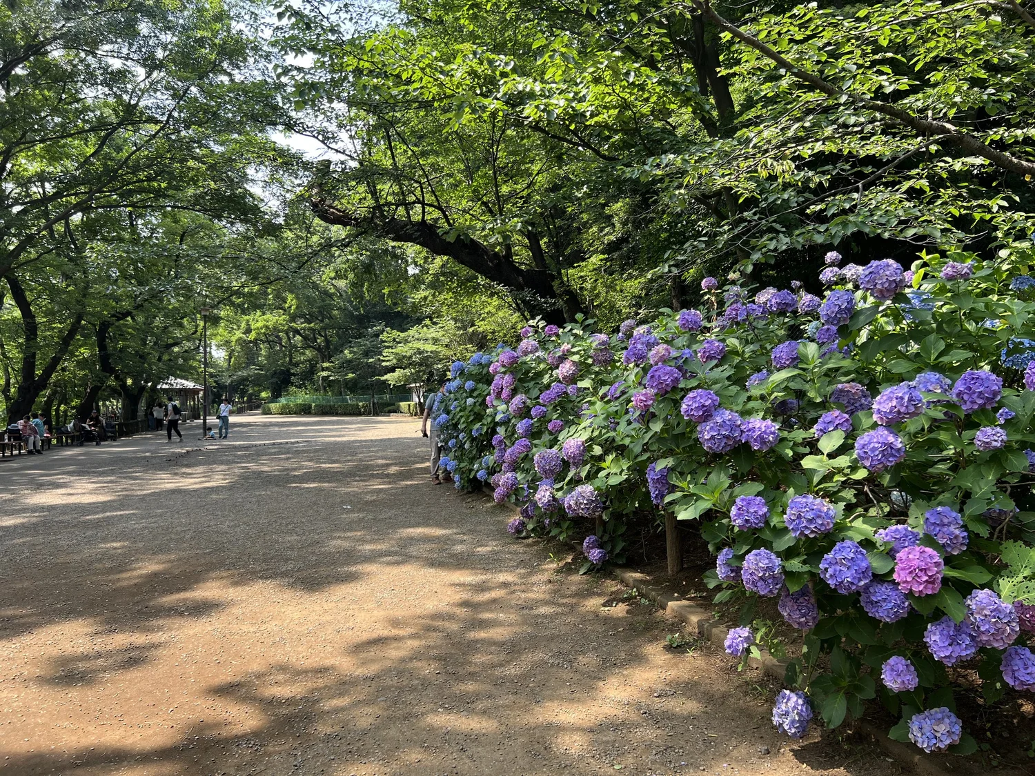 Where to Admire Hydrangeas in Tokyo: Three Spots Not to Miss — Travely ...