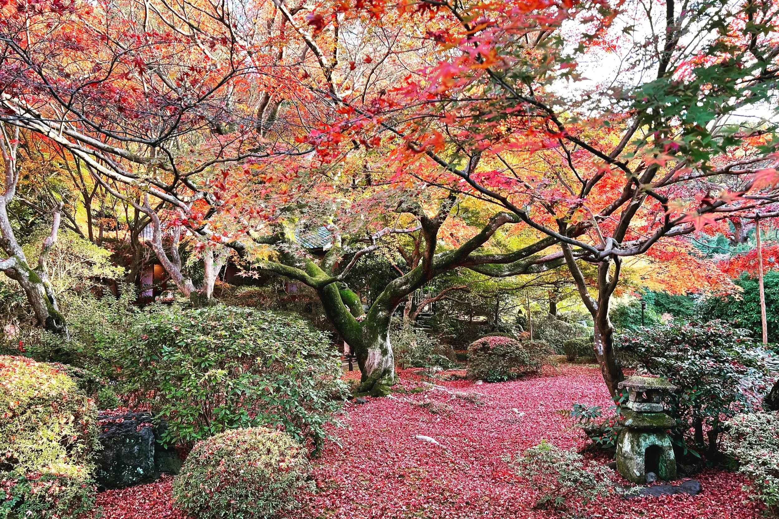 Autumn in Kyoto: A Complete One-Day Walking Itinerary in Higashiyama ...
