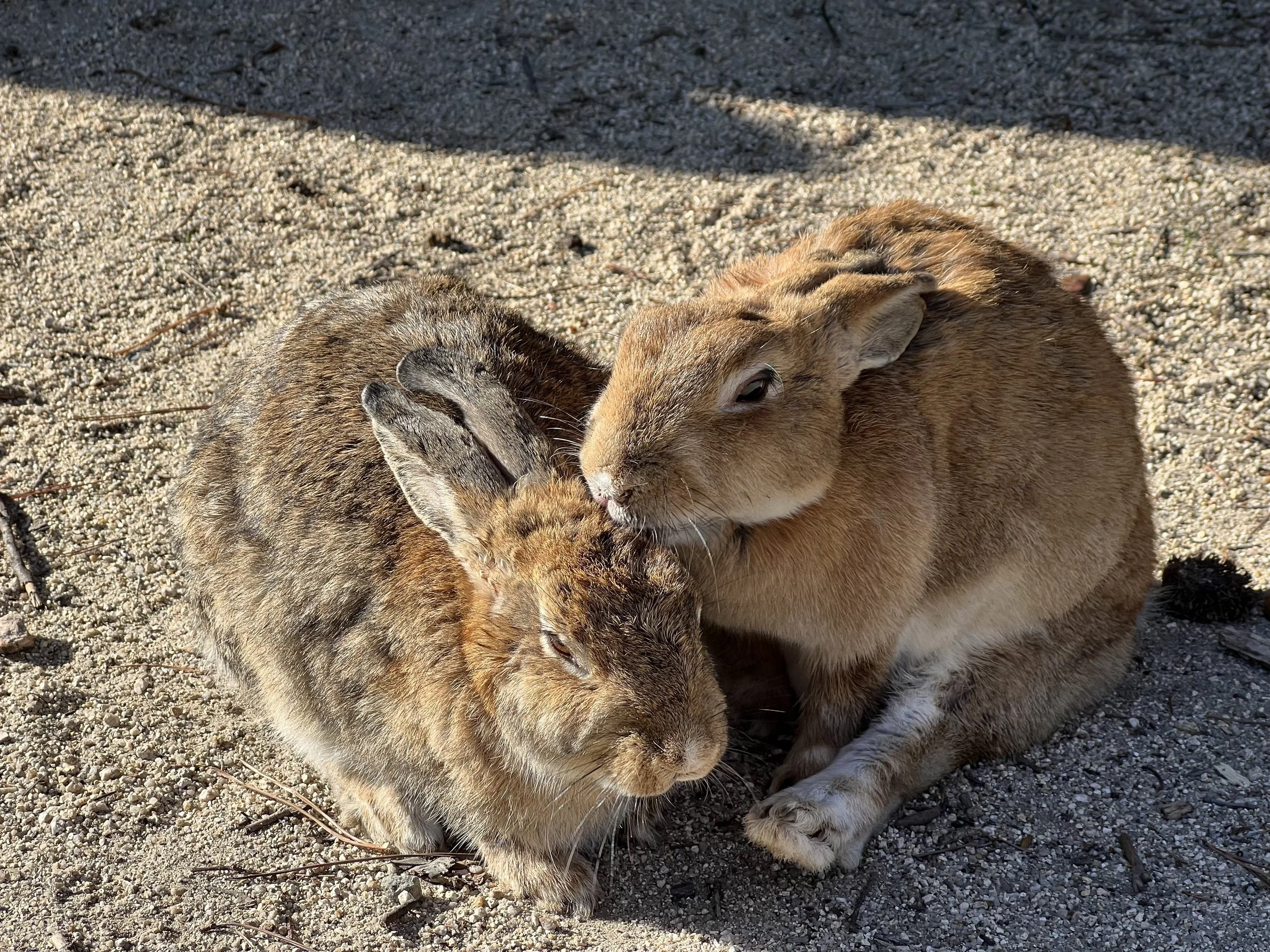 Okunoshima Rabbit Island, Japan: Everything You Need to Know — Travely ...