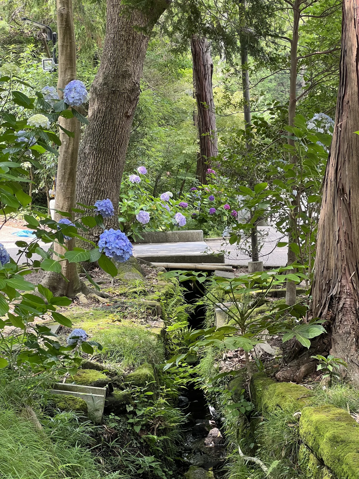 Kamakura Hydrangea Season Itinerary: A Perfect Day Trip from Tokyo ...