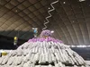 Japan Grand Prix International Orchid and Flower Show — Travely Notes
