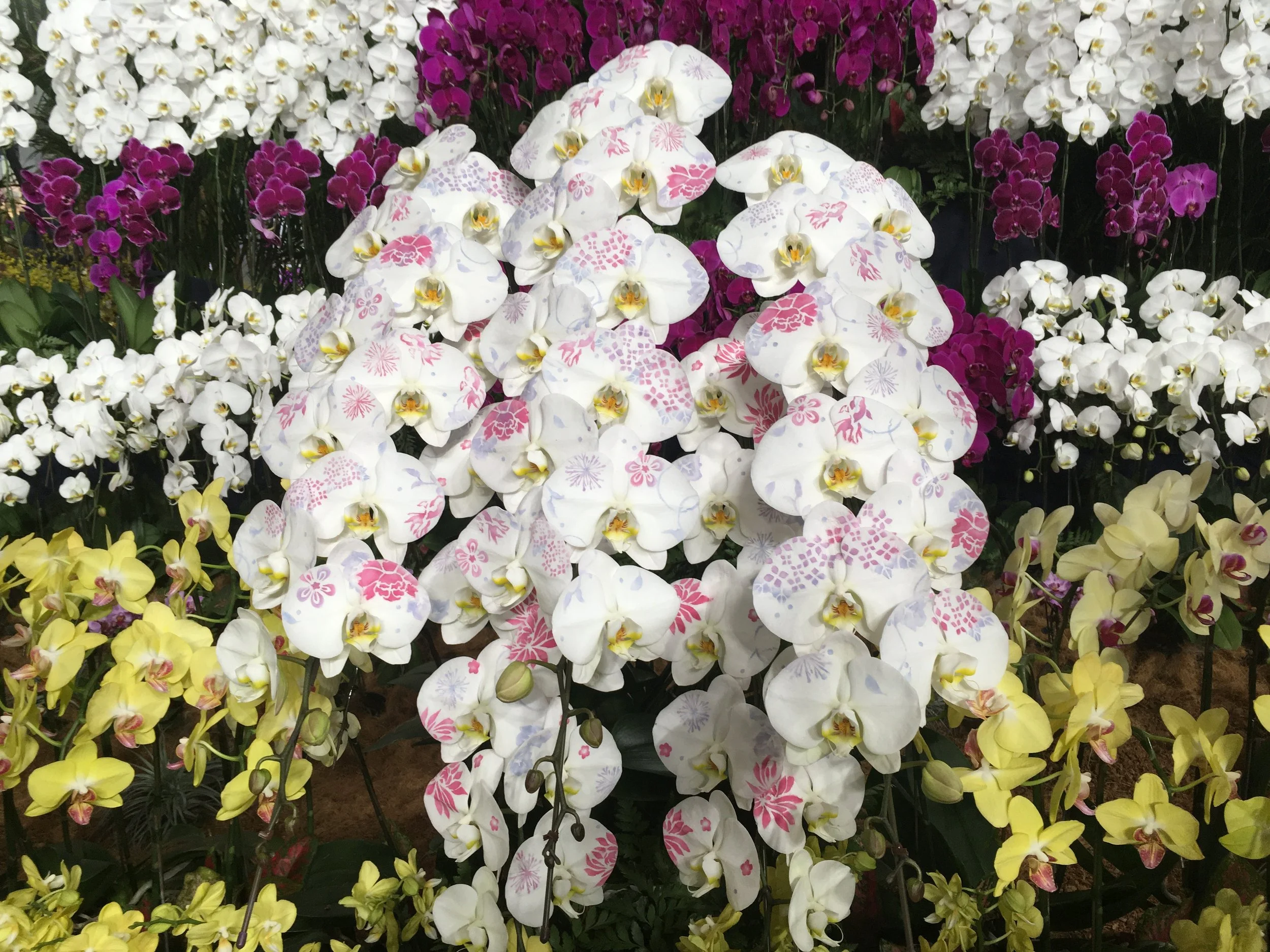 Japan Grand Prix International Orchid and Flower Show — Travely Notes