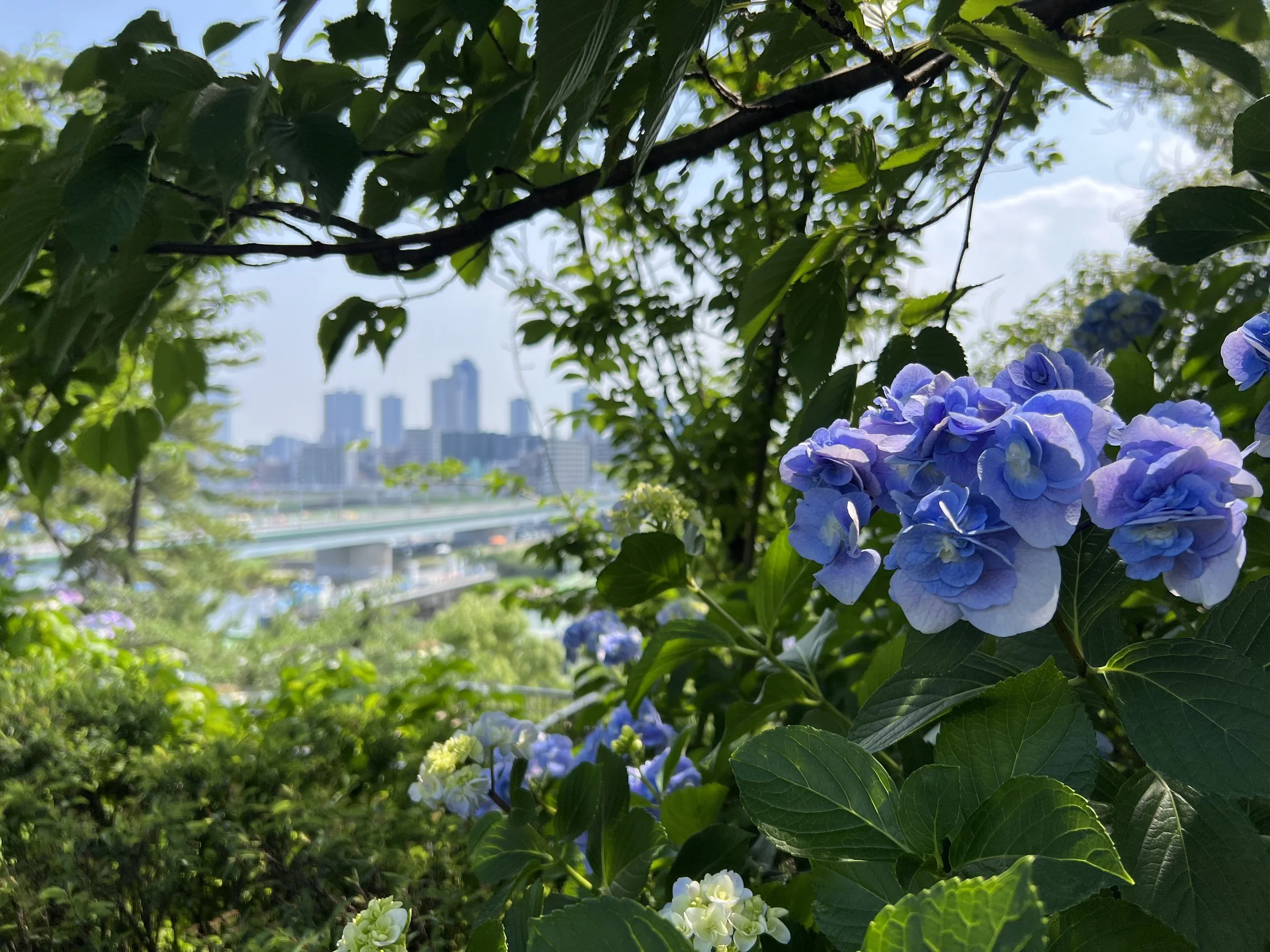 Where to Admire Hydrangeas in Tokyo: Three Spots Not to Miss — Travely ...