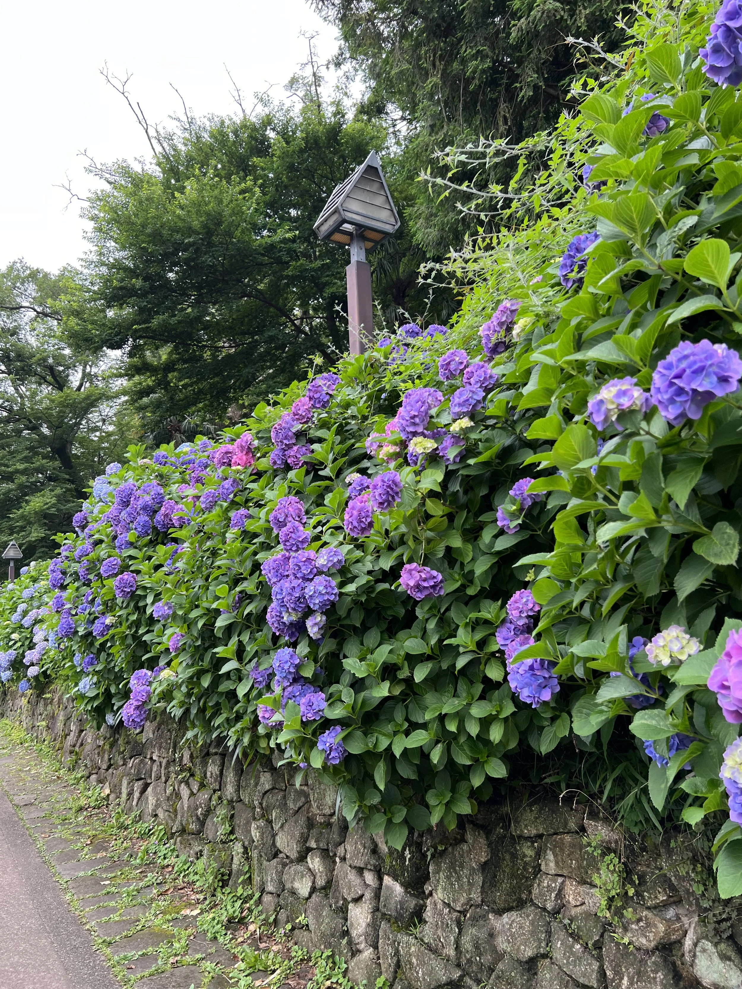Where to Admire Hydrangeas in Tokyo: Three Spots Not to Miss — Travely ...