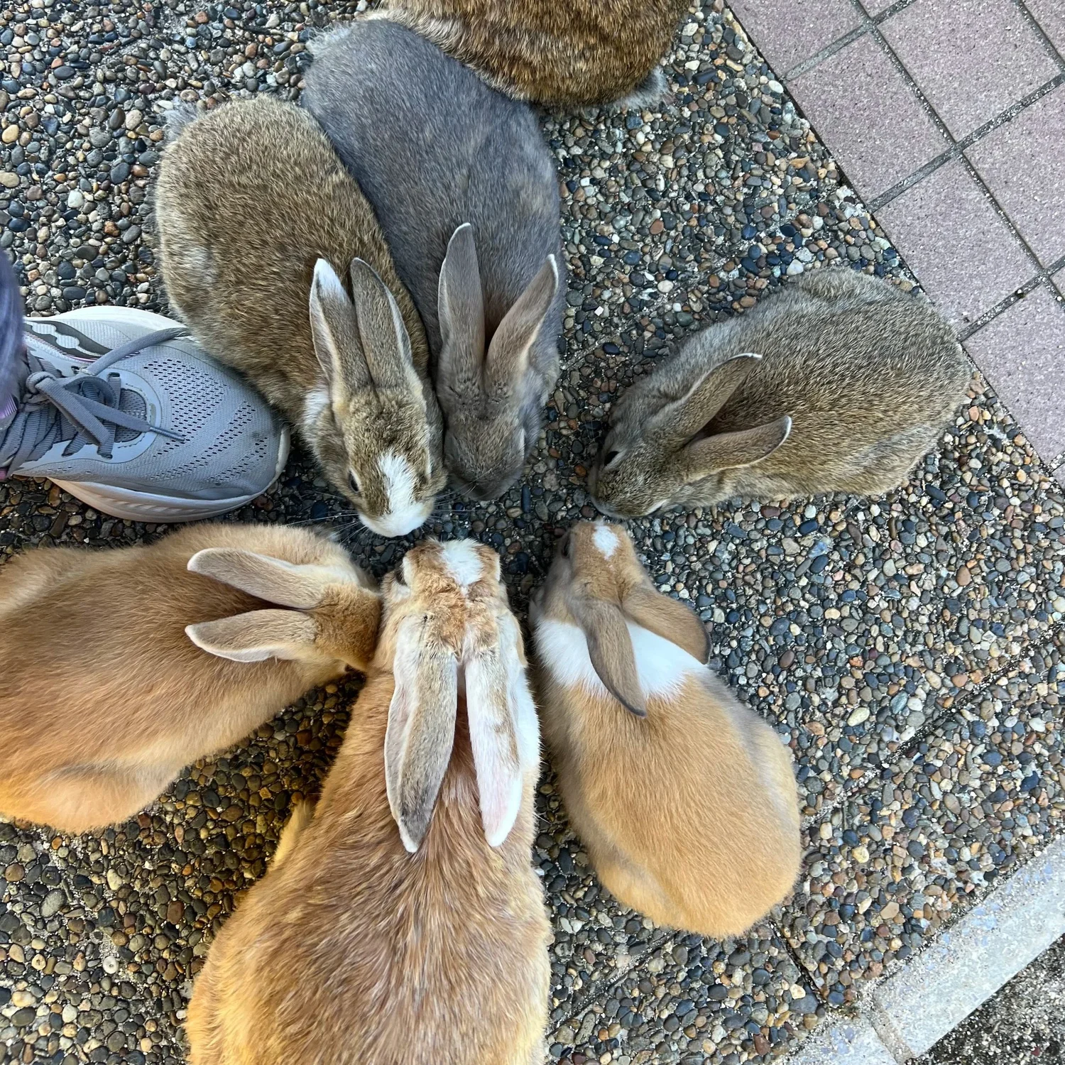 Okunoshima Rabbit Island, Japan: Everything You Need to Know — Travely ...