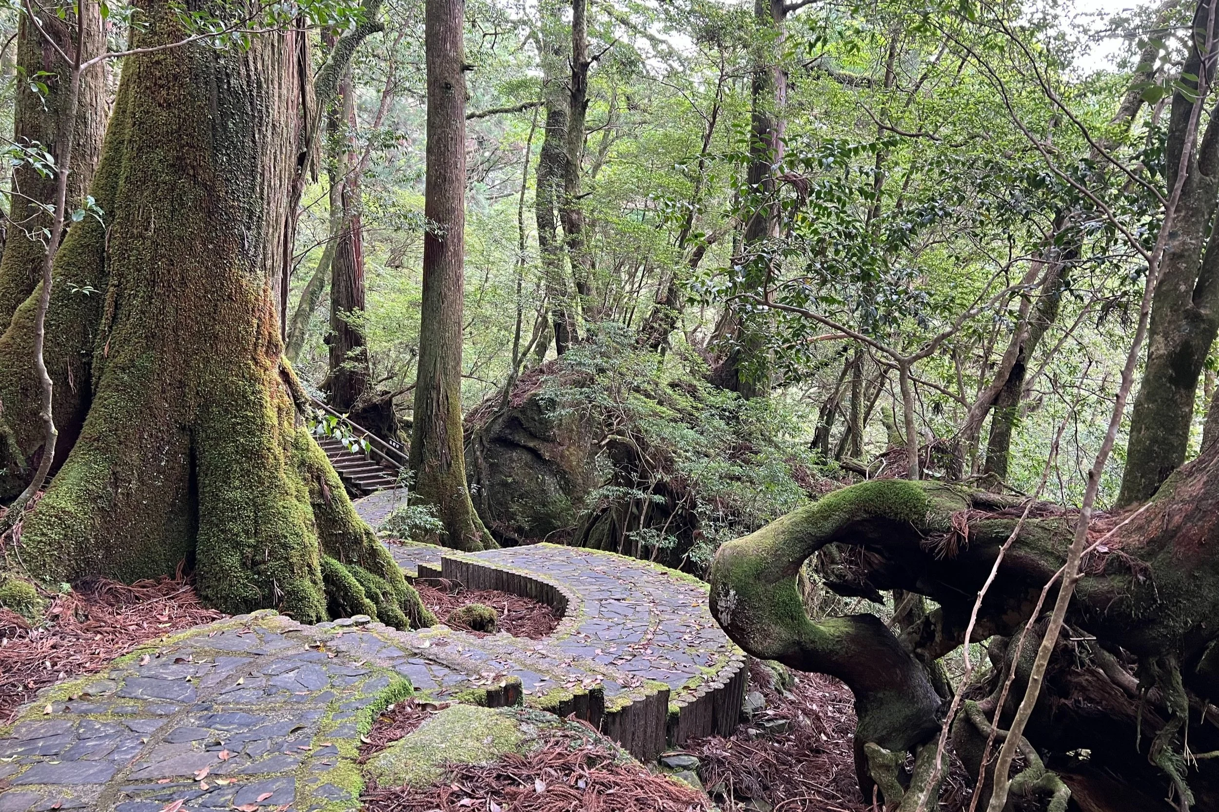 Yakusugi Land, Yakushima's Ancient Cedar Paradise — Travely Notes