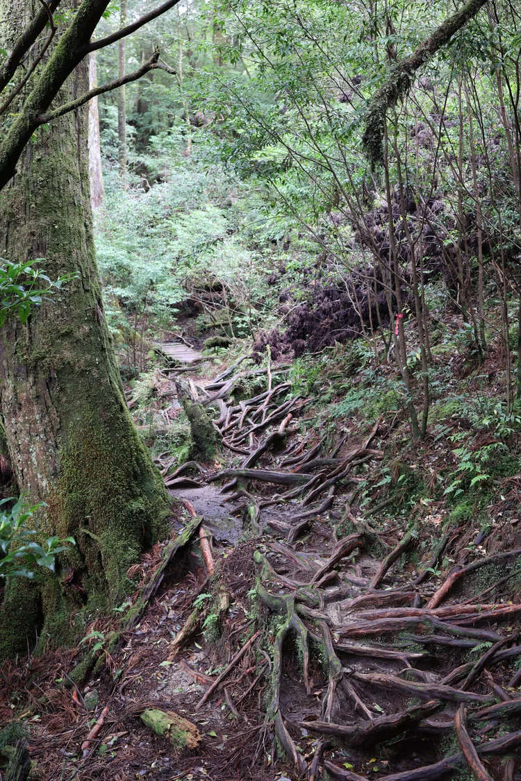 Yakusugi Land, Yakushima's Ancient Cedar Paradise — Travely Notes
