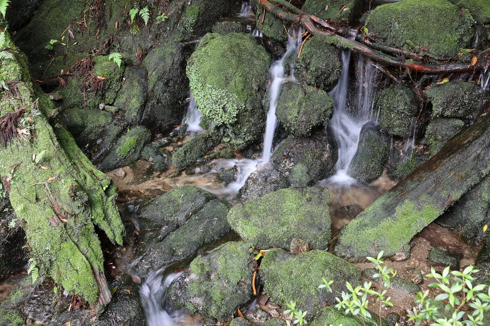 Yakusugi Land, Yakushima's Ancient Cedar Paradise — Travely Notes