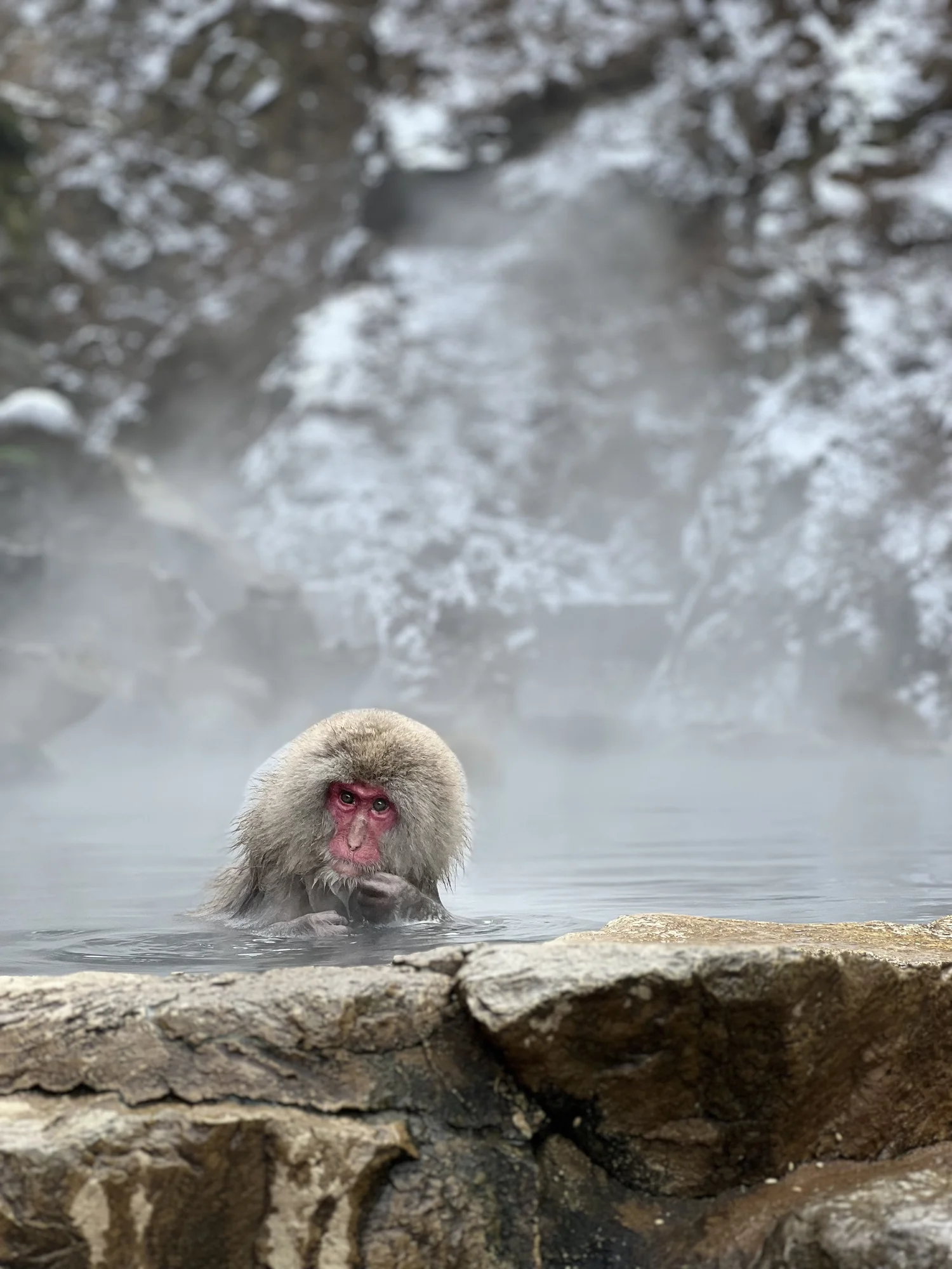 Things to Know Before Visiting the Snow Monkey Park — Travely Notes