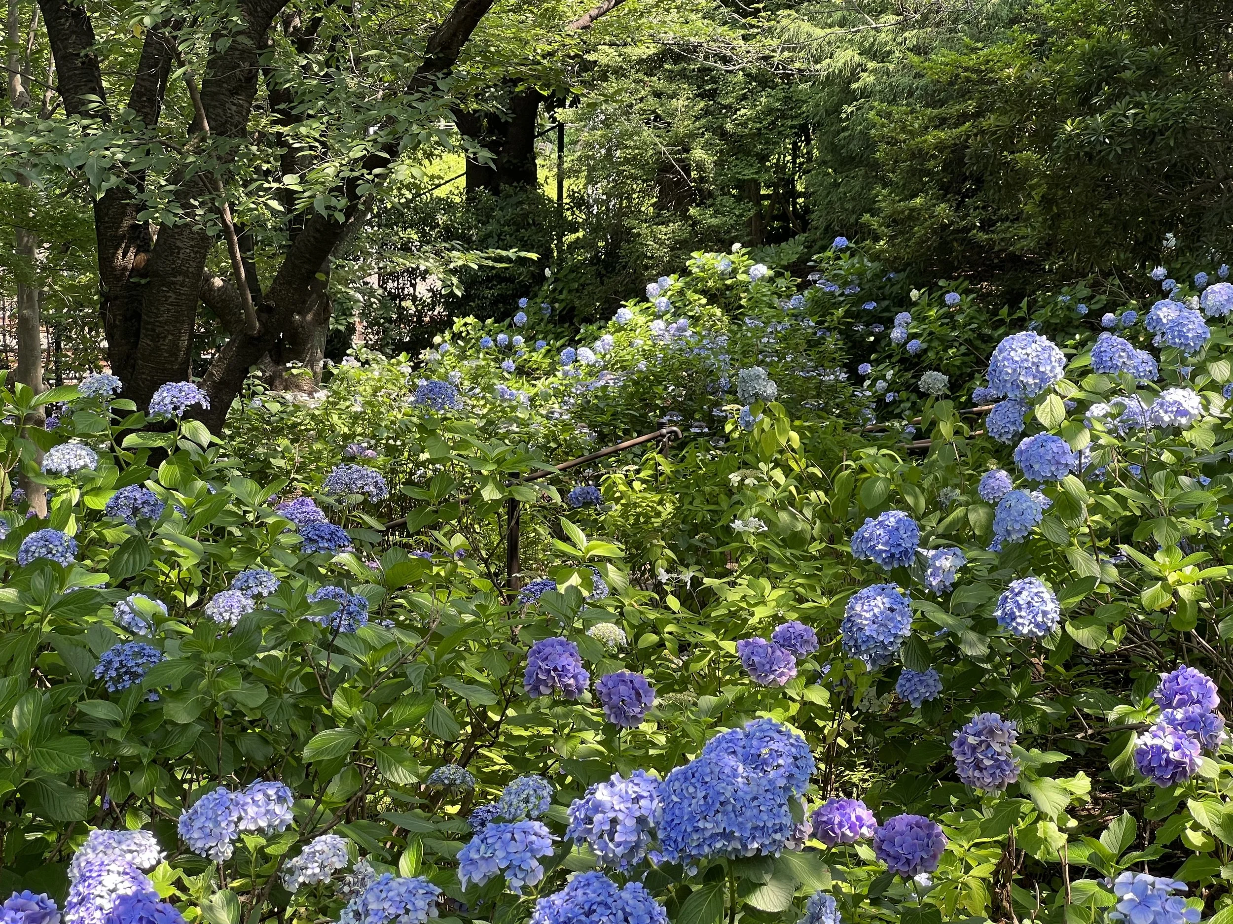 Where to Admire Hydrangeas in Tokyo: Three Spots Not to Miss — Travely ...