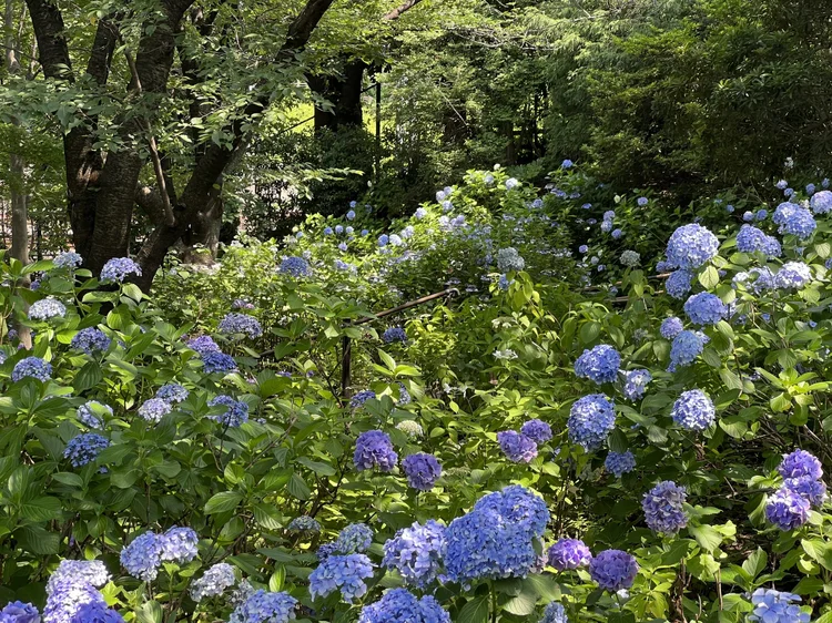 Where to Admire Hydrangeas in Tokyo: Three Spots Not to Miss — Travely ...