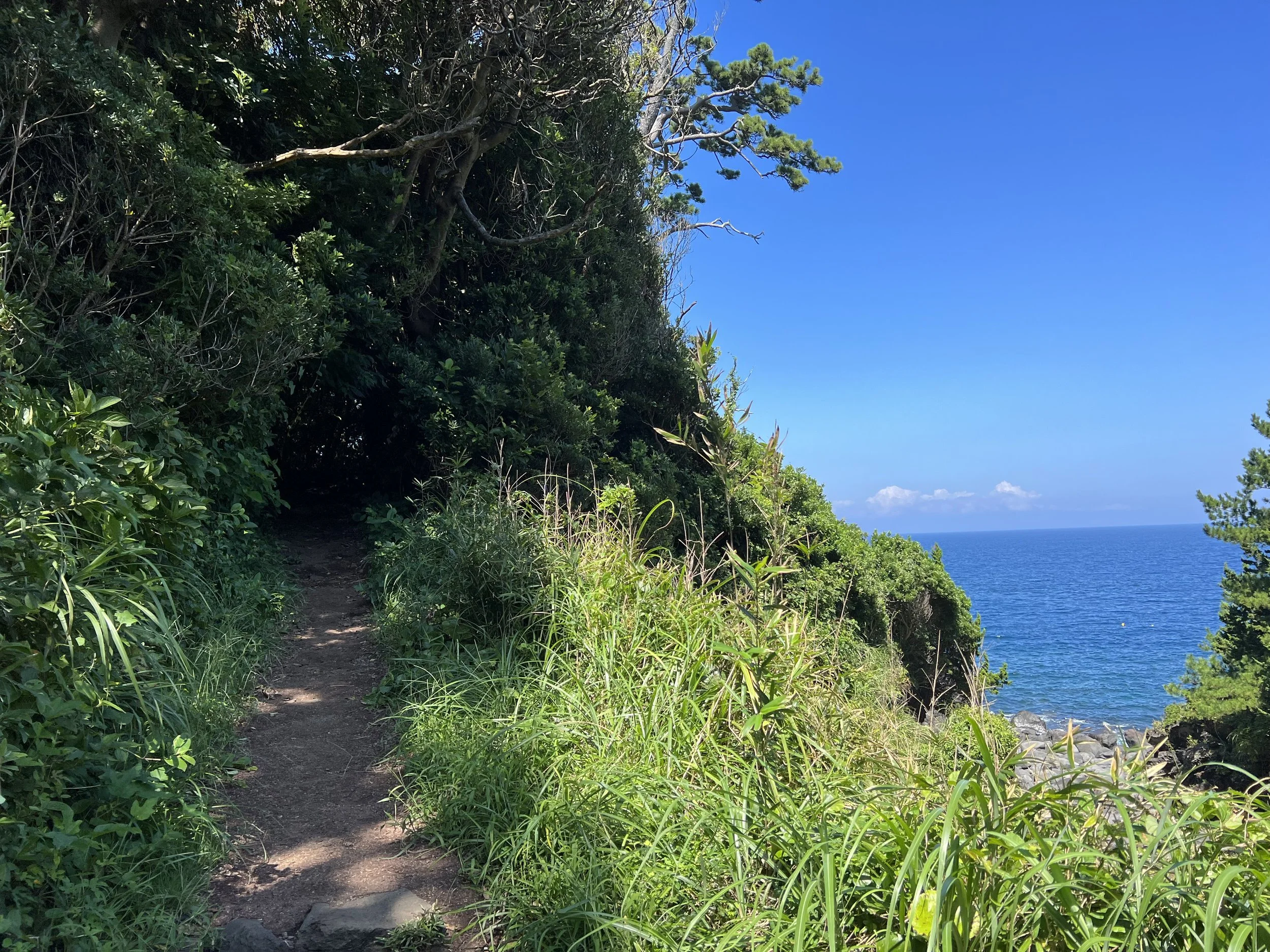 A Nature Day Trip to Izu: Jogasaki Coast and Mount Omuro Itinerary ...
