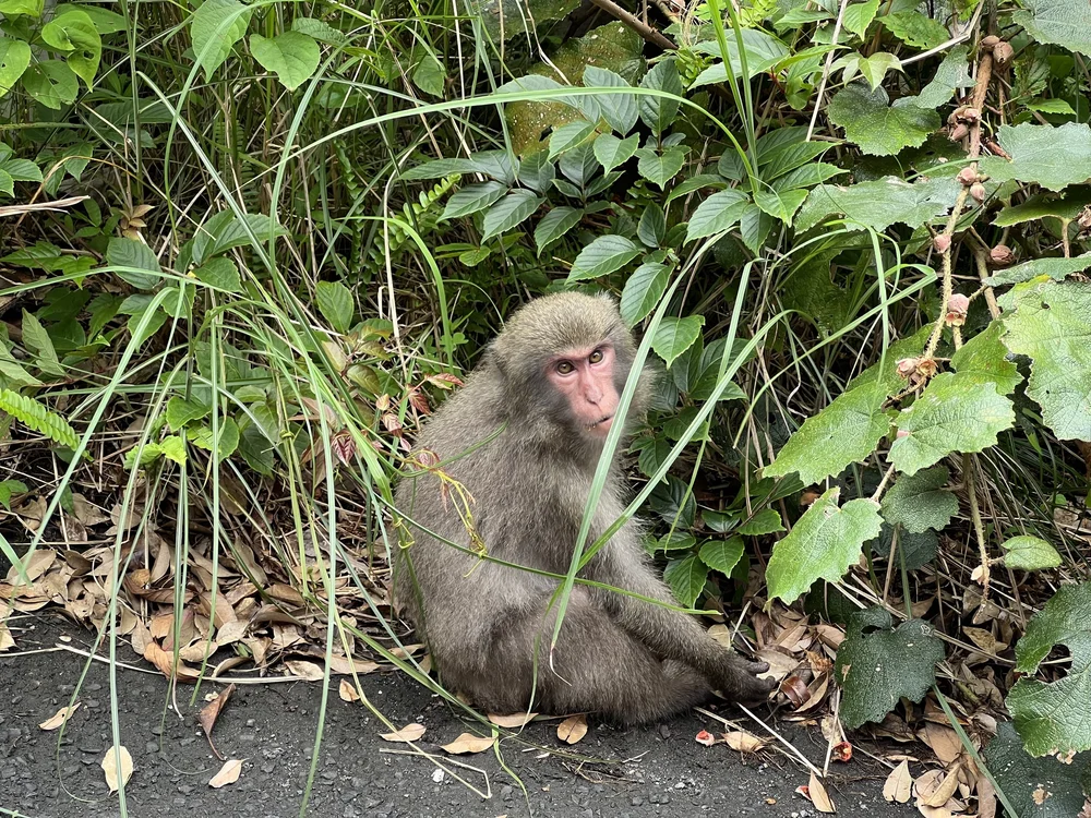 Yakusugi Land, Yakushima's Ancient Cedar Paradise — Travely Notes