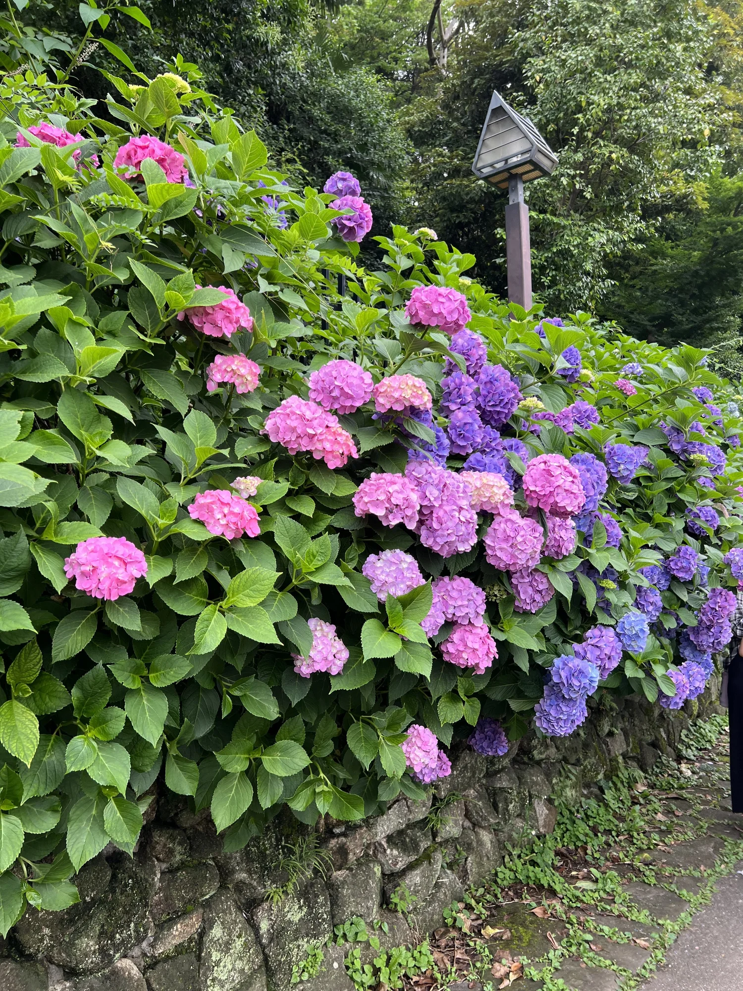 Where to Admire Hydrangeas in Tokyo: Three Spots Not to Miss — Travely ...
