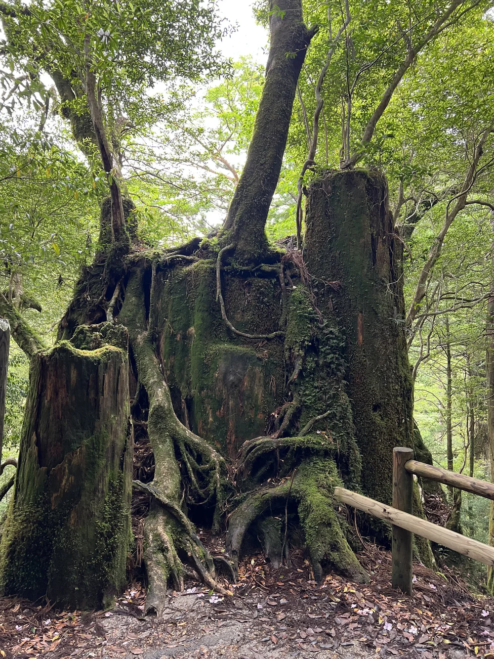 Yakusugi Land, Yakushima's Ancient Cedar Paradise — Travely Notes
