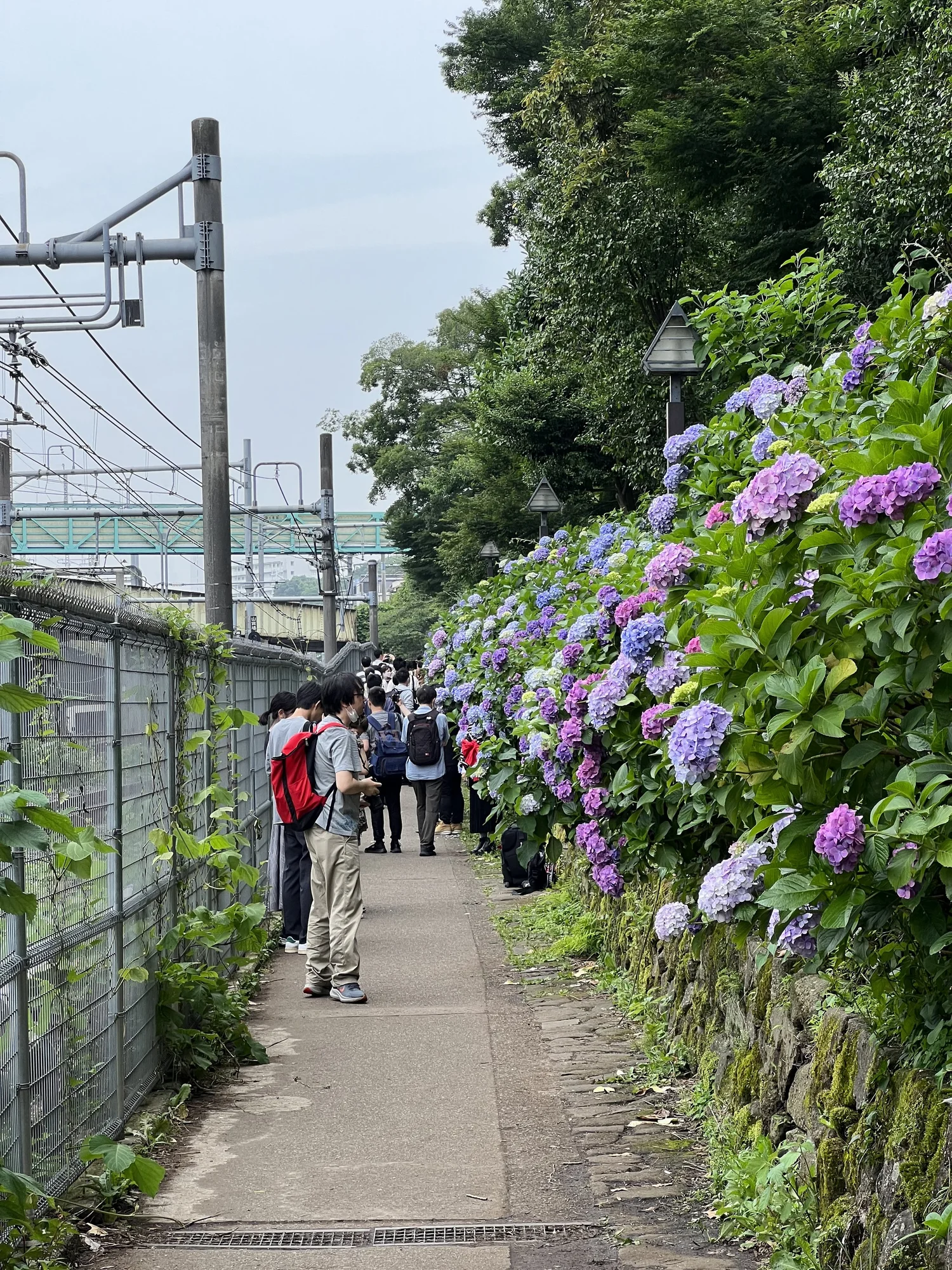 Where to Admire Hydrangeas in Tokyo: Three Spots Not to Miss — Travely ...