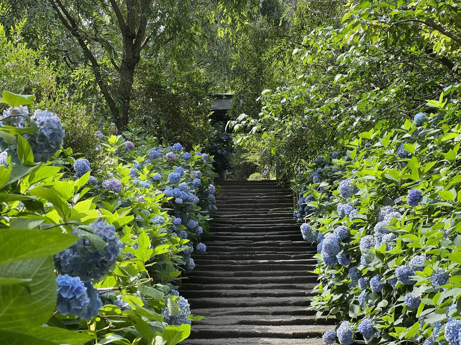Discover Kamakura’s Hydrangeas: Perfect One-Day Itinerary — Travely Notes