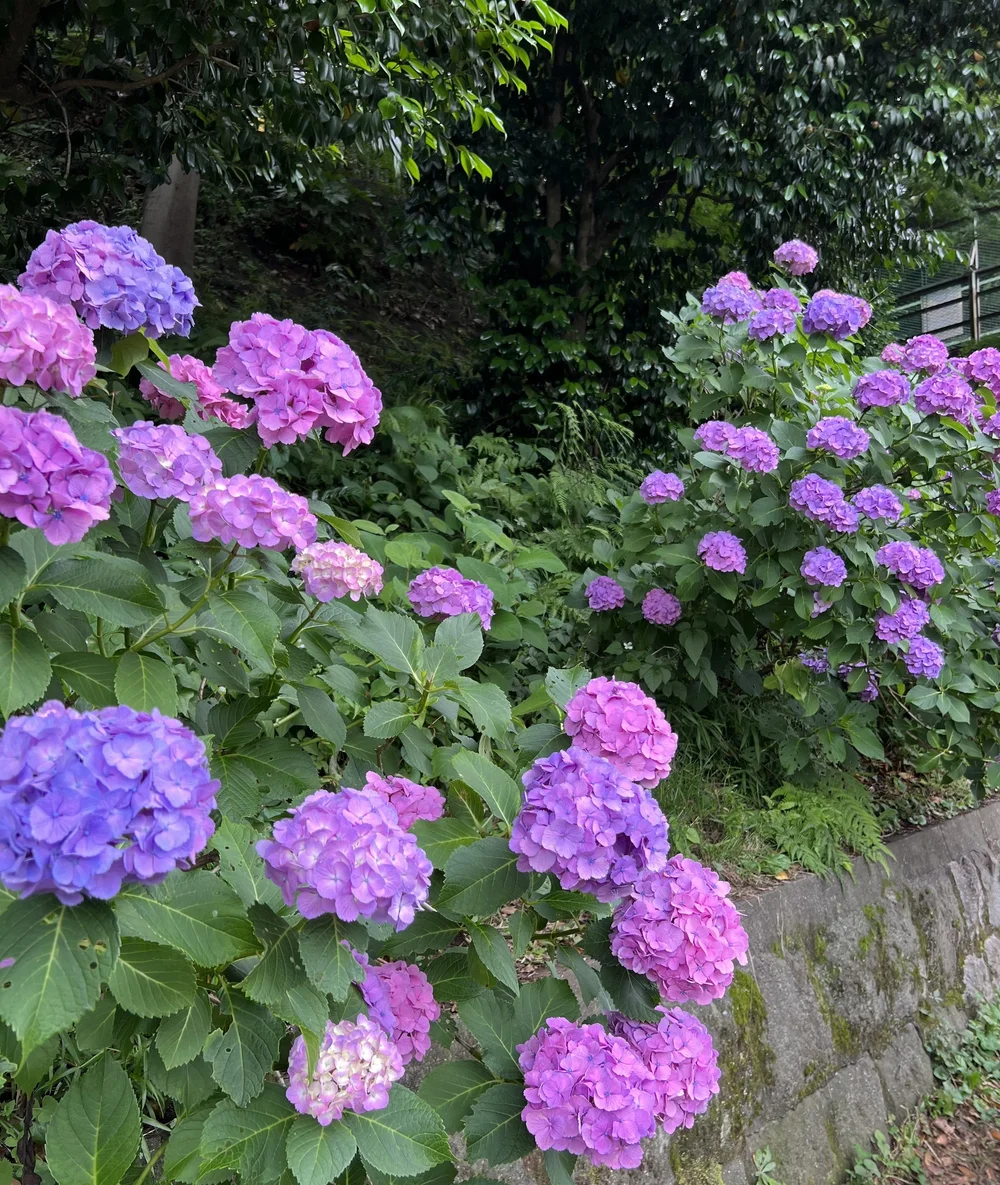 Where to Admire Hydrangeas in Tokyo: Three Spots Not to Miss — Travely ...