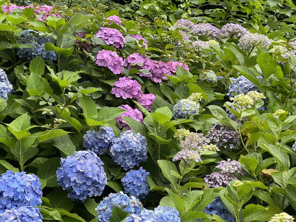 Where to Admire Hydrangeas in Tokyo: Three Spots Not to Miss — Travely ...