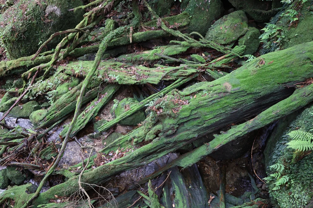 Yakusugi Land, Yakushima's Ancient Cedar Paradise — Travely Notes
