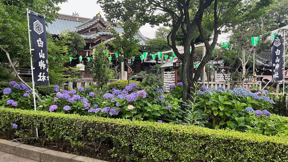 Where to Admire Hydrangeas in Tokyo: Three Spots Not to Miss — Travely ...