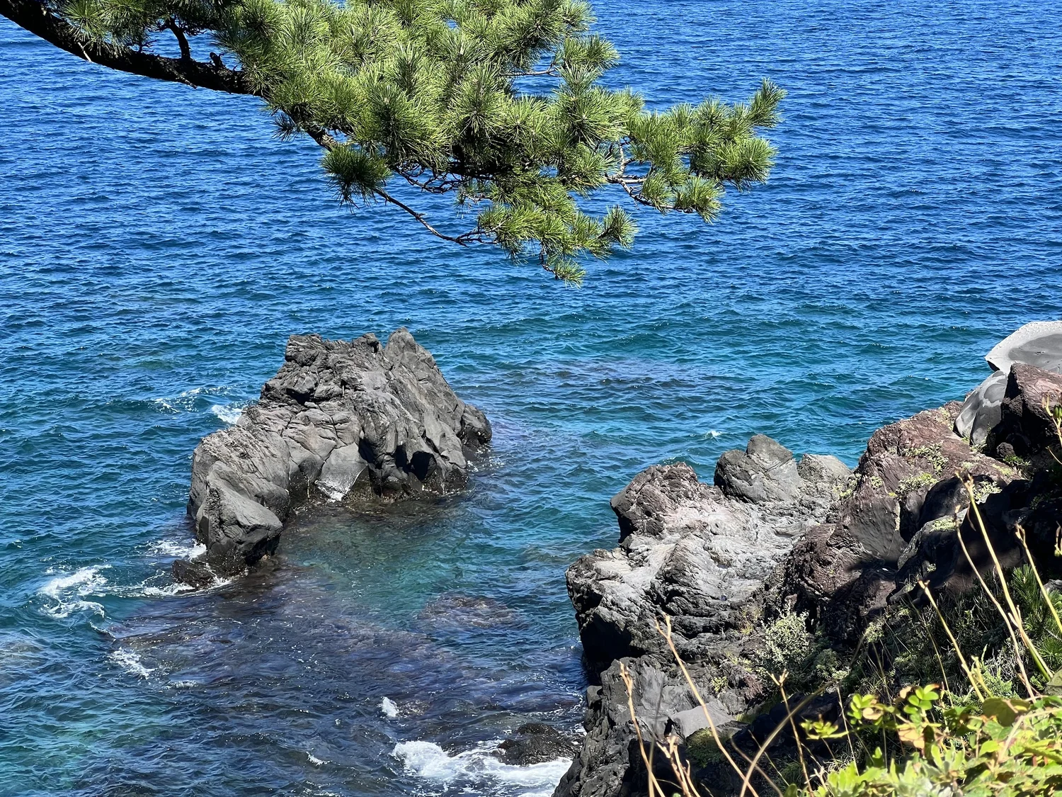A Nature Day Trip to Izu: Jogasaki Coast and Mount Omuro Itinerary — Travely Notes