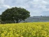 Day Trip Guide to Hitachi Seaside Park: 10 Suggestions for a Memorable ...