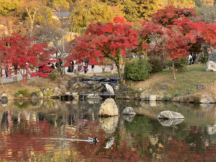 Autumn in Kyoto: A Complete One-Day Walking Itinerary in Higashiyama ...