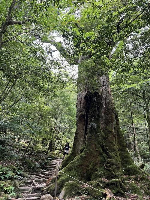 Shiratani Unsuikyo Hiking Guide: Discover Yakushima’s Mononoke Forest ...