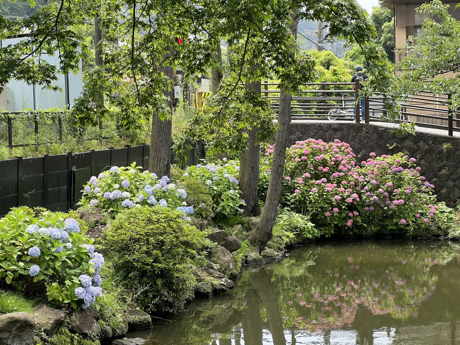 Discover Kamakura’s Hydrangeas: Perfect One-Day Itinerary — Travely Notes