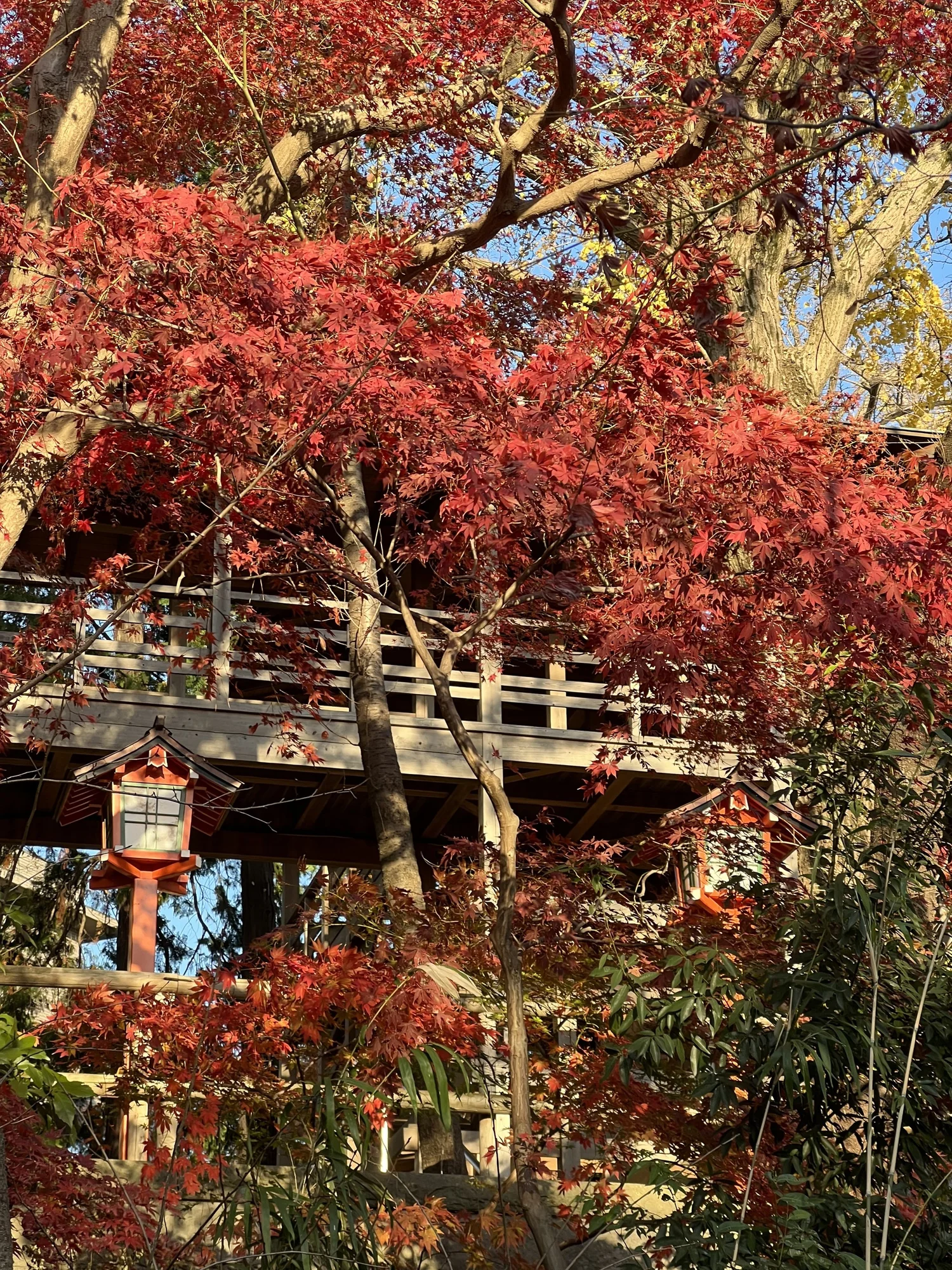 Autumn in Tokyo: 17 Top Fall Foliage Spots and Best Day Trips — Travely ...