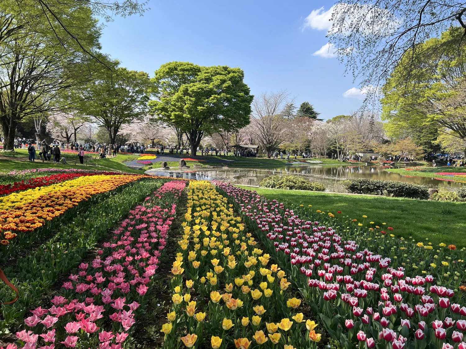 The Best Cherry Blossom and Tulip Park Near Tokyo: Showa Kinen Park ...