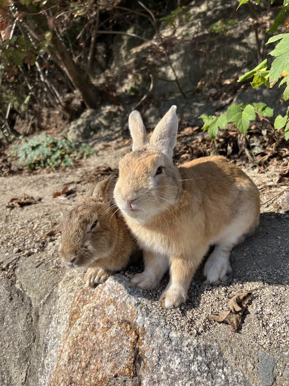 Okunoshima Rabbit Island, Japan: Everything You Need to Know — Travely ...