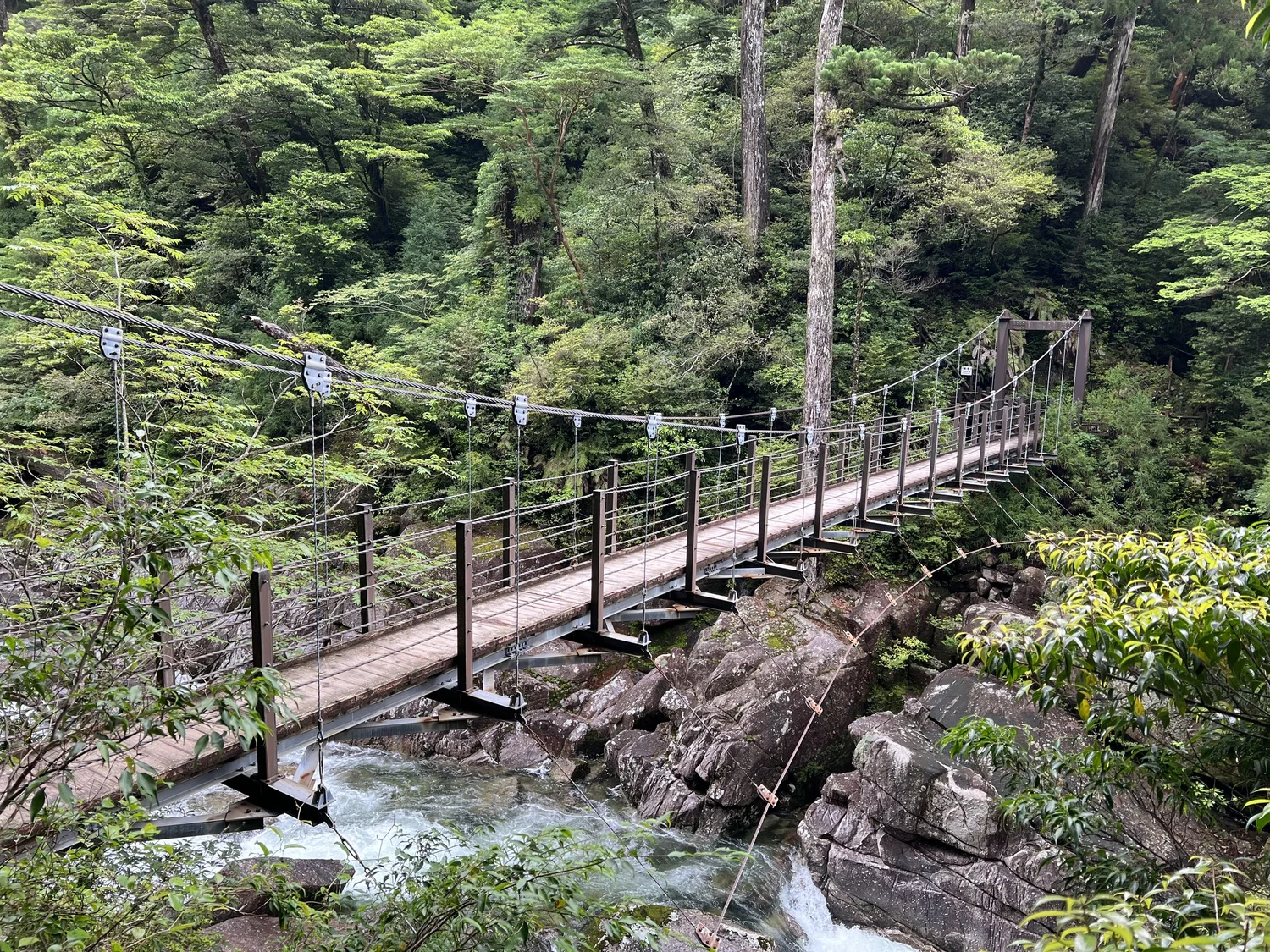 Yakusugi Land, Yakushima's Ancient Cedar Paradise — Travely Notes