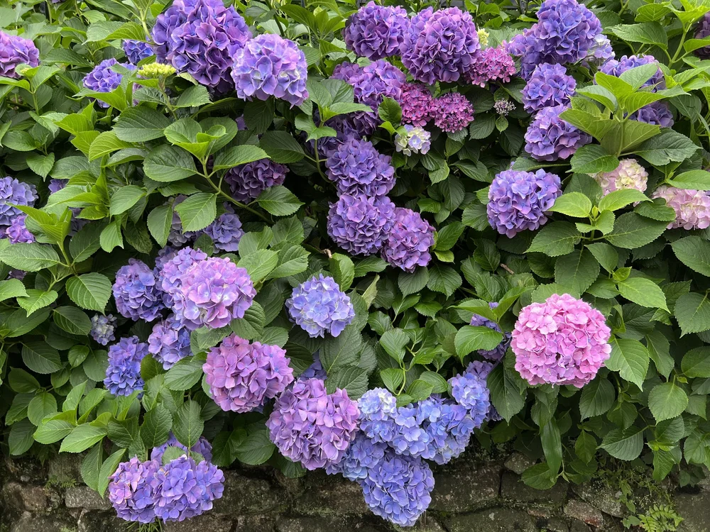 Where to Admire Hydrangeas in Tokyo: Three Spots Not to Miss — Travely ...