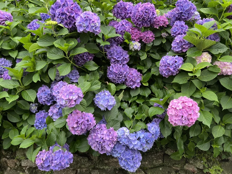 Where to Admire Hydrangeas in Tokyo: Three Spots Not to Miss — Travely ...